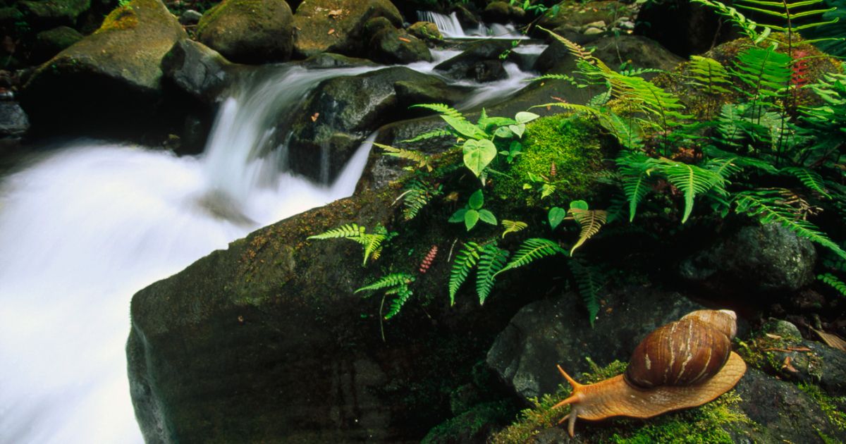 Ecosystem Restoration Around the World: Six Short Documentaries for ...