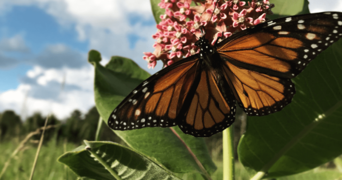 Complete Monarch Essentials Course | eePRO