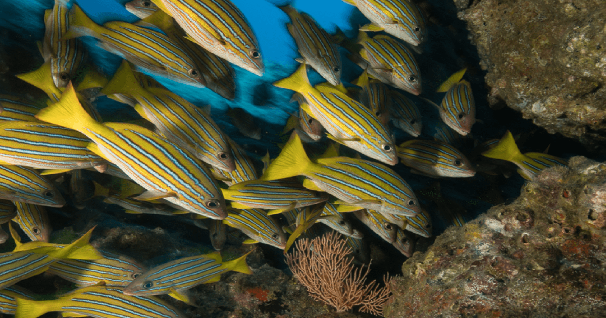 Expressing Ocean Devotion: A Creative Letter Writing Activity (With ...