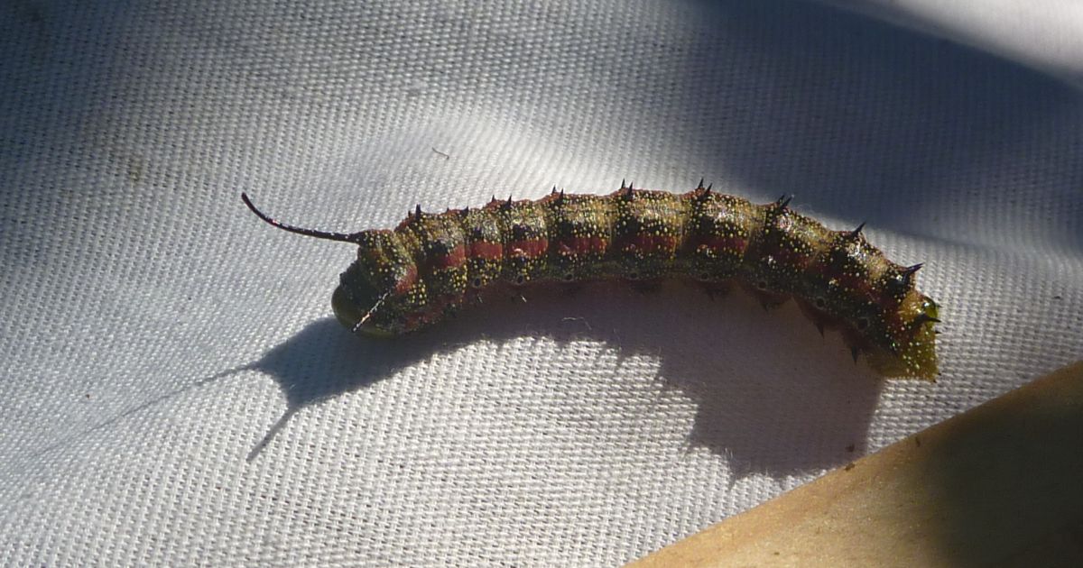 Caterpillars Count! Citizen Science Project | eePRO