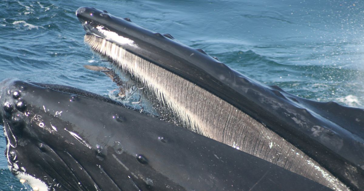 NGSS Cross-Cutting Concept: Structure & Function | eePRO