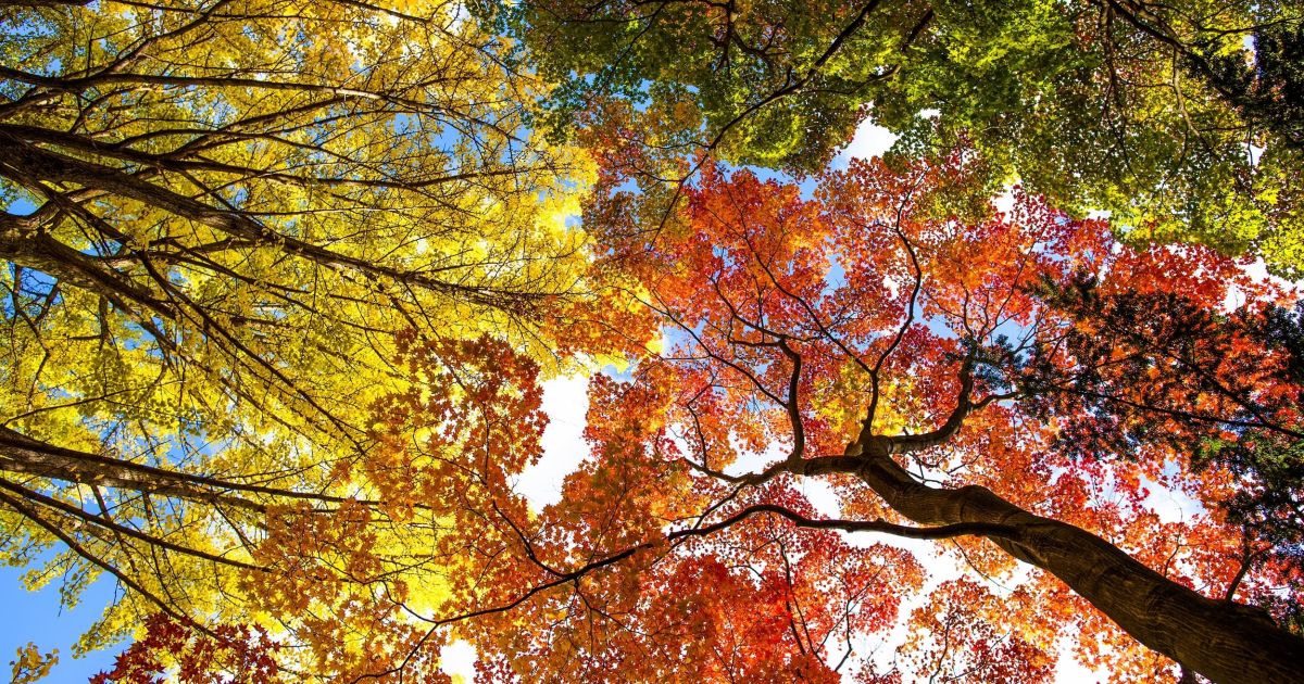Fall Outdoor Learning Online Courses | eePRO