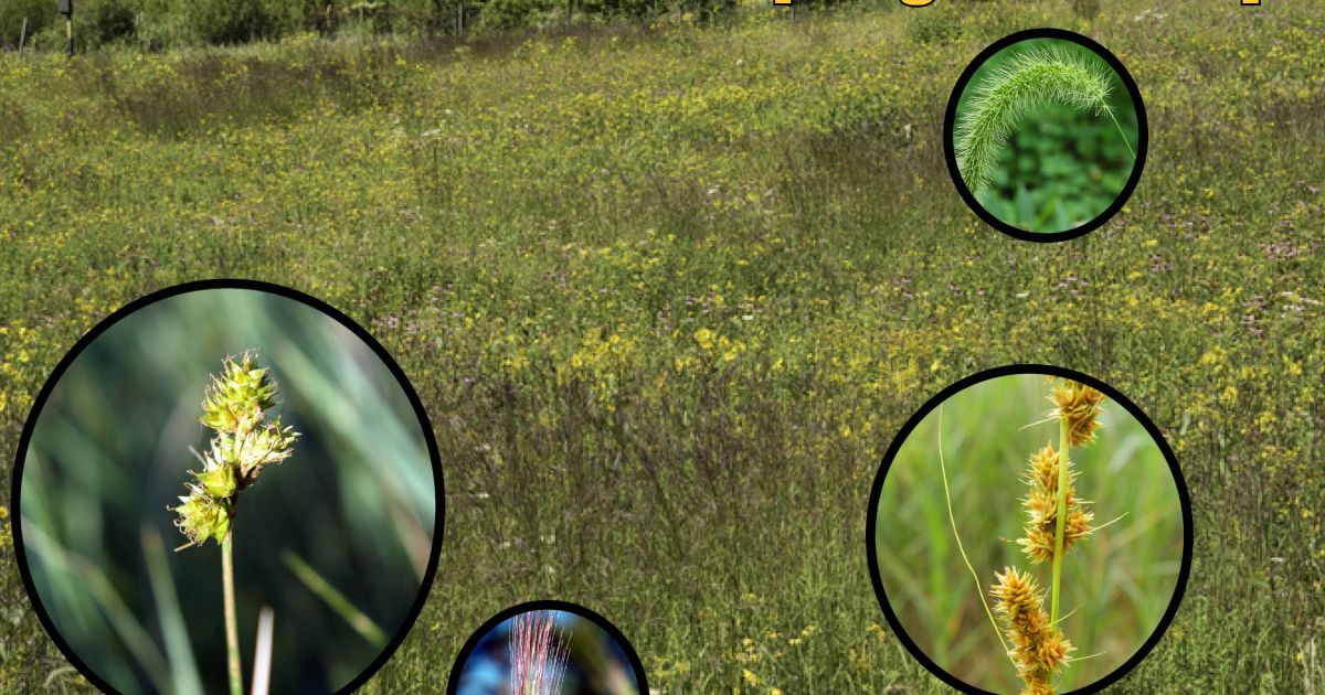 Grasses and Sedges Identification and Sampling Workshop | eePRO