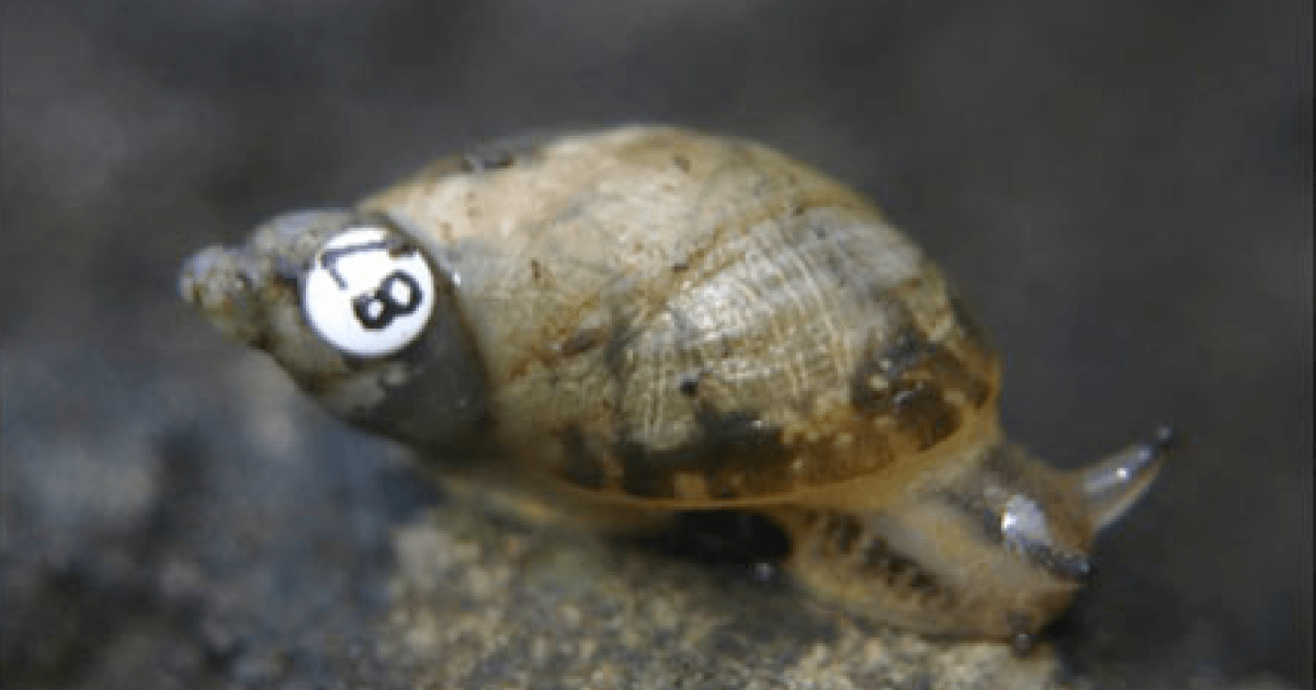 Introduction To Capture Mark Recapture I Online Eepro