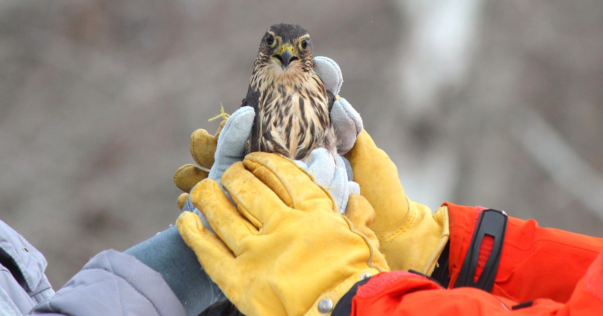 Engineering Design Challenge: Animal Adaptations and Bioengineering | eePRO