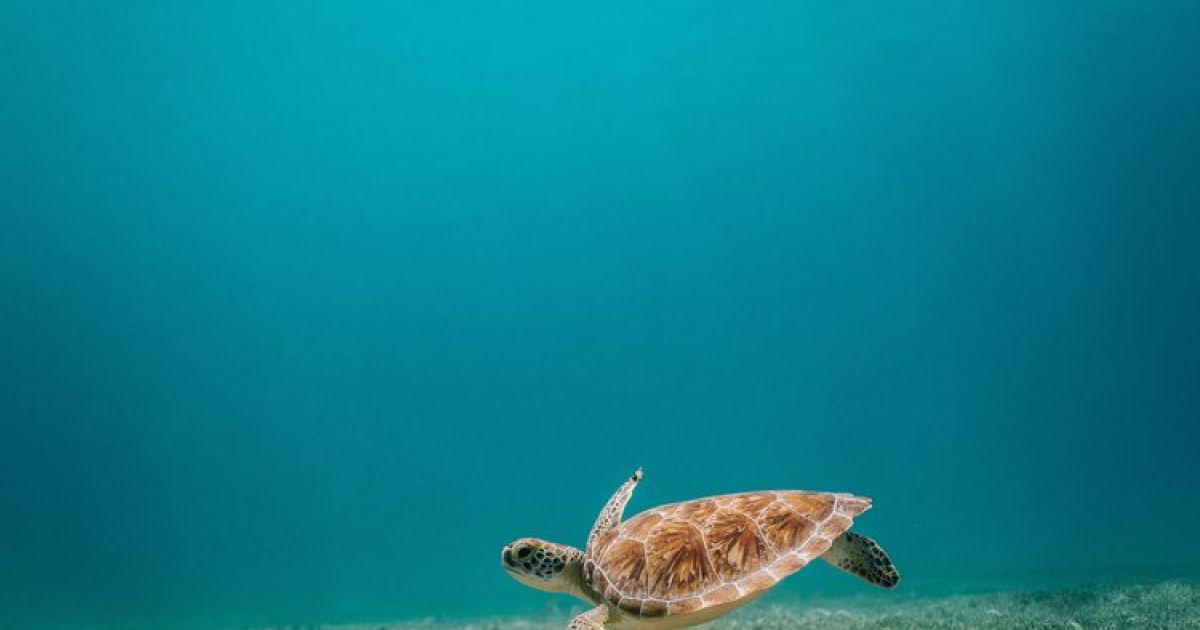 Sea Turtle Ecology & Conservation | eePRO