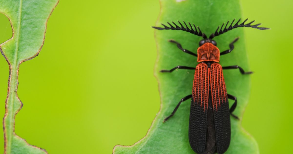 Explaining Death to Children: The Dead Insect Activity | eePRO