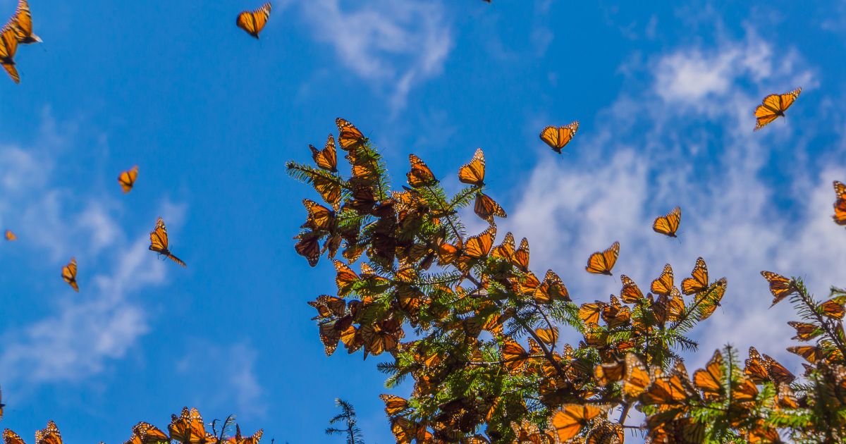 Mini Monarch Essentials Course | eePRO