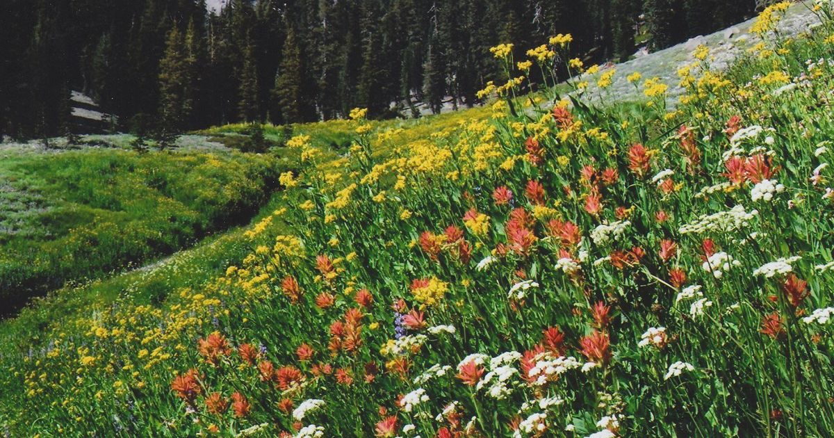 Native Plants Database | eePRO